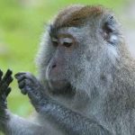 What Is The Enemy Of The Monkey Chinese Zodiac - Chineseastrologyyear.com