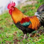 Who Is The Rooster Most Compatible With - Chineseastrologyyear.com