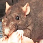 Who Is The Enemy Of The Rat Chinese Zodiac - Chineseastrologyyear.com